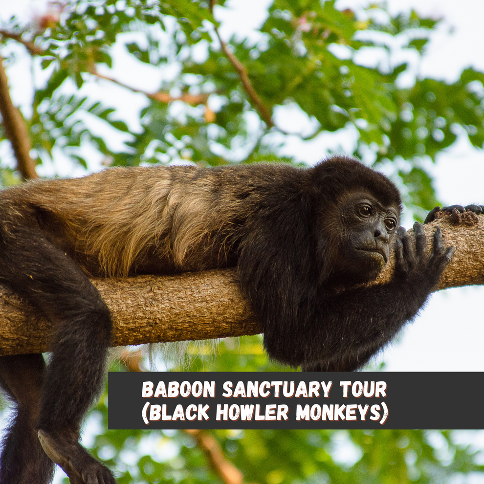 Community Baboon Sanctuary, Belize Black Howler Monkeys – Visit Belize ...